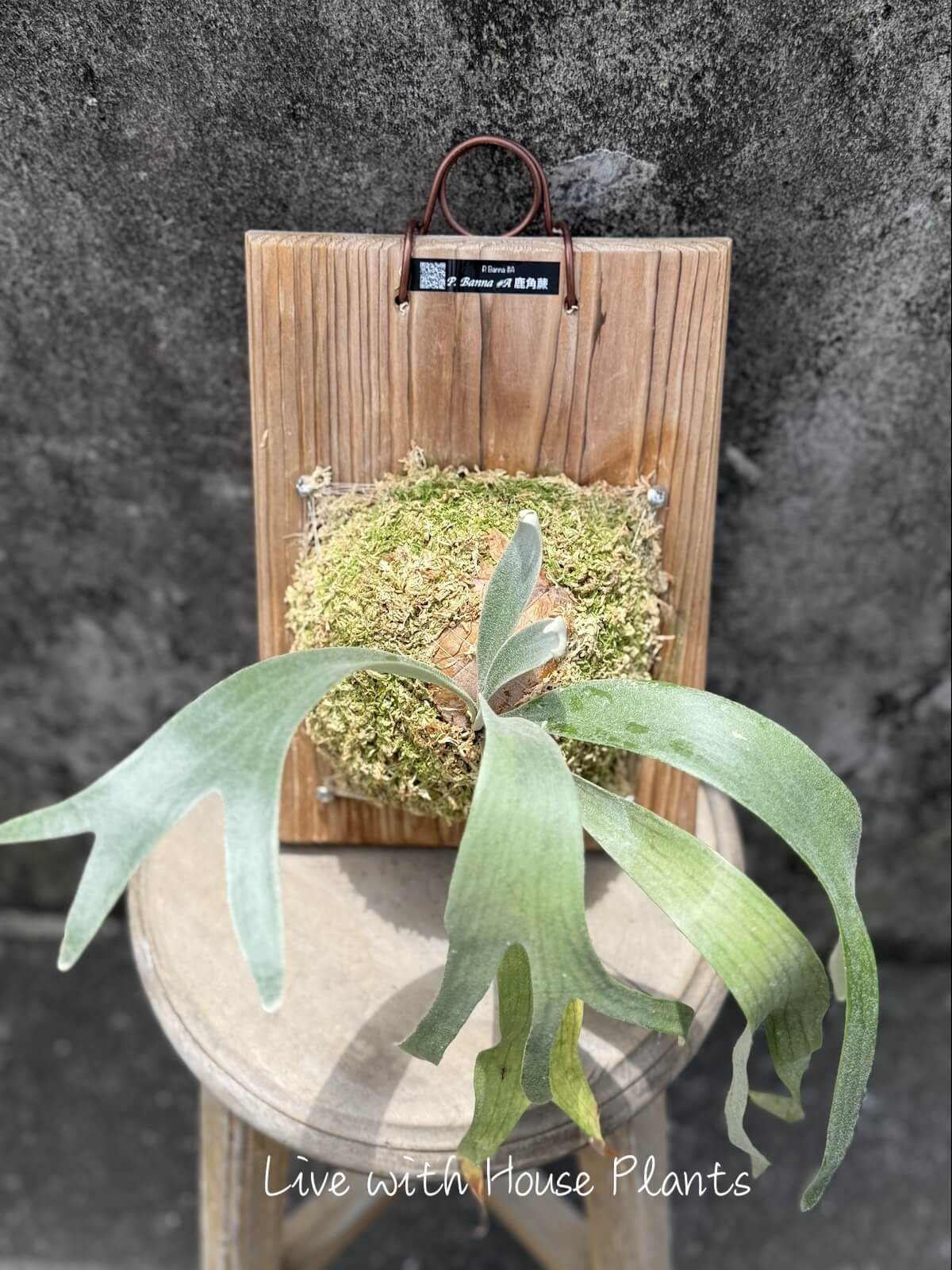 P. Banna #A 鹿角蕨 原木板 #1 – 風和日麗｜鹿角蕨．觀葉植栽．多肉植物